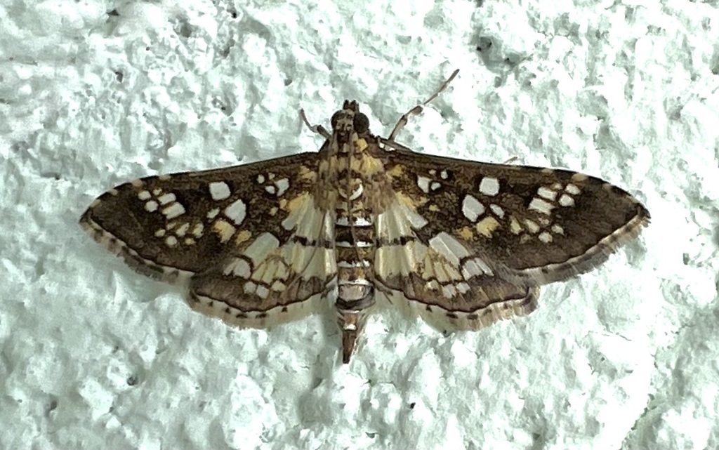 Assembly Moth from The Landings, Skidaway Island, GA 31411, USA on ...