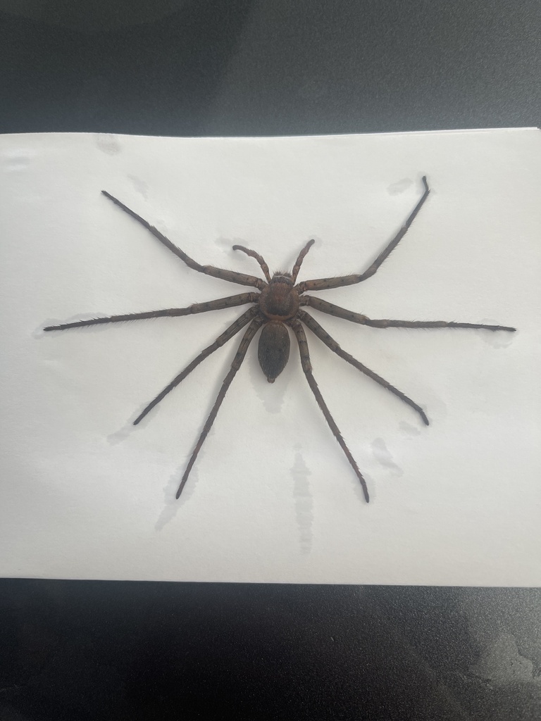 Pantropical Huntsman Spider from Puerto Rico, Caguas, Puerto Rico, US ...