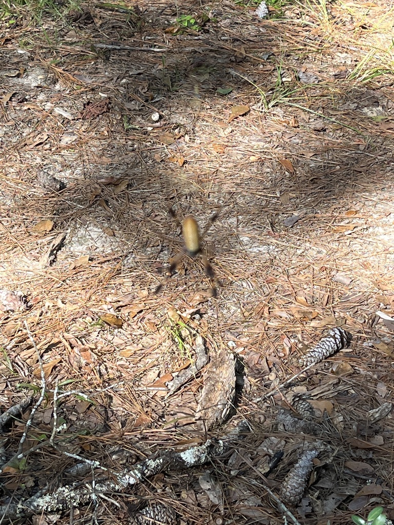 Golden Silk Spider from Rural West Ashley, Hollywood, SC, US on ...