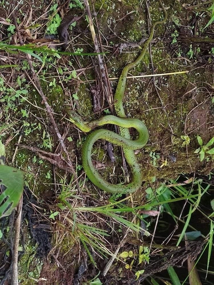 Gonyosoma coeruleum from Shan, MM on June 30, 2022 at 08:50 AM by Win ...