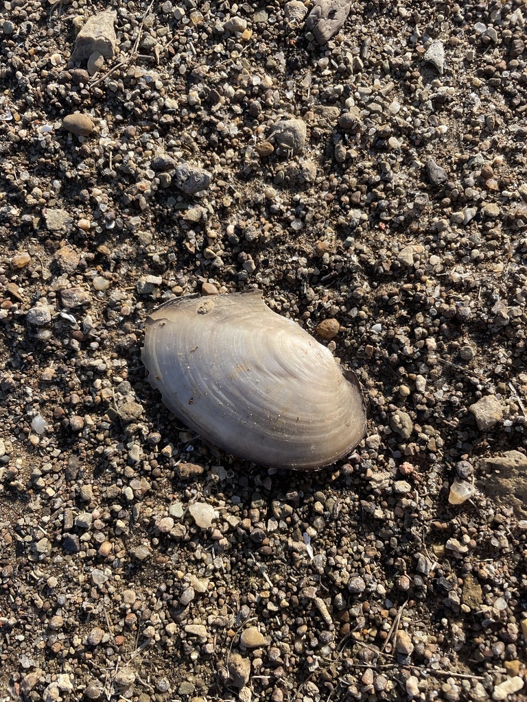 Fragile Papershell from Smithville Lake, Smithville, MO, US on November ...