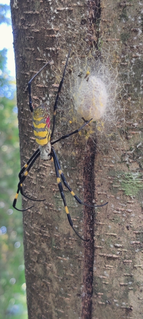 Joro Spider from Conley, GA, USA on November 2, 2022 at 03:38 PM by ...