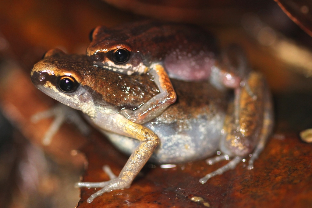 Deli Little Pygmy Frog in September 2015 by Benjamin Tapley. Breeding ...