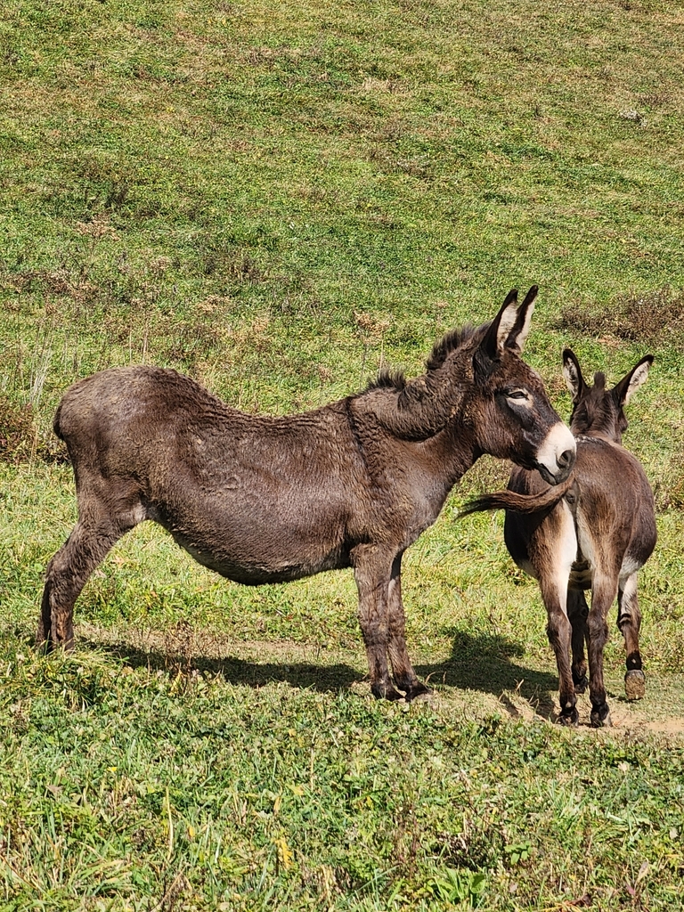 Donkey from Jefferson Township, OH, USA on November 1, 2022 at 12:58 PM ...