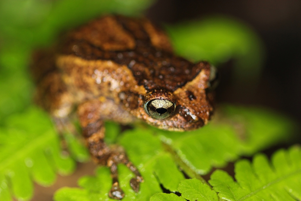 Gracixalus sapaensis in September 2015 by Benjamin Tapley. One ...