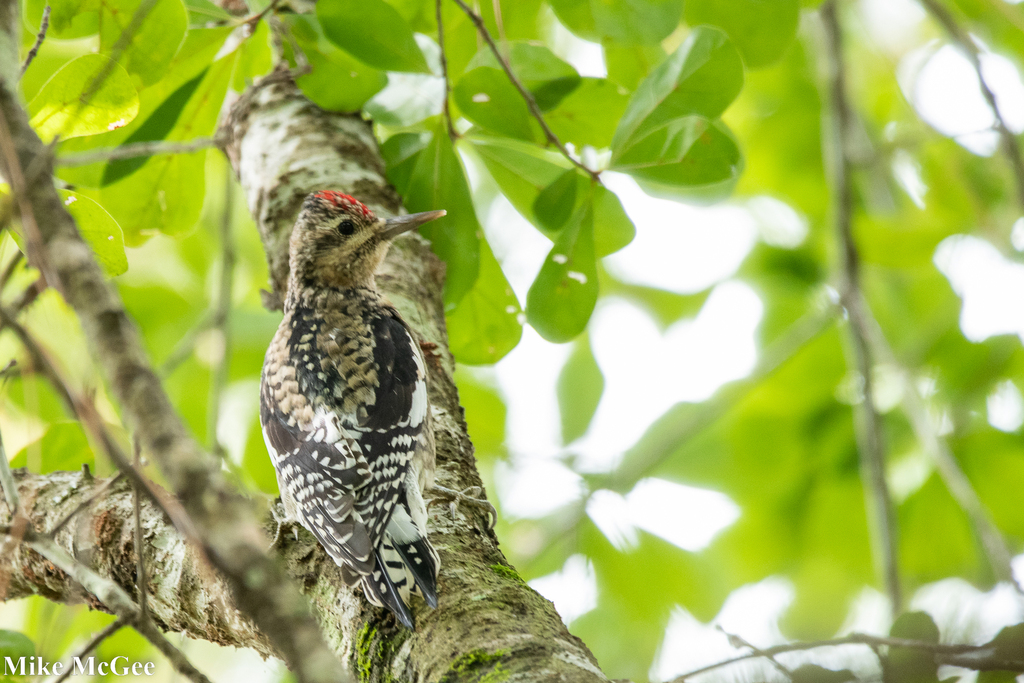 Yellow-bellied Sapsucker from 27419 Buena Way, Spring, TX 77386, USA on ...