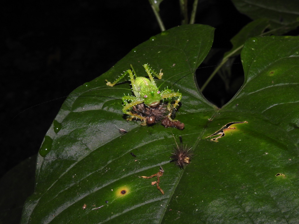 Panacanthus from Palermo, Huila, Colombia on October 30, 2022 at 11:30 ...