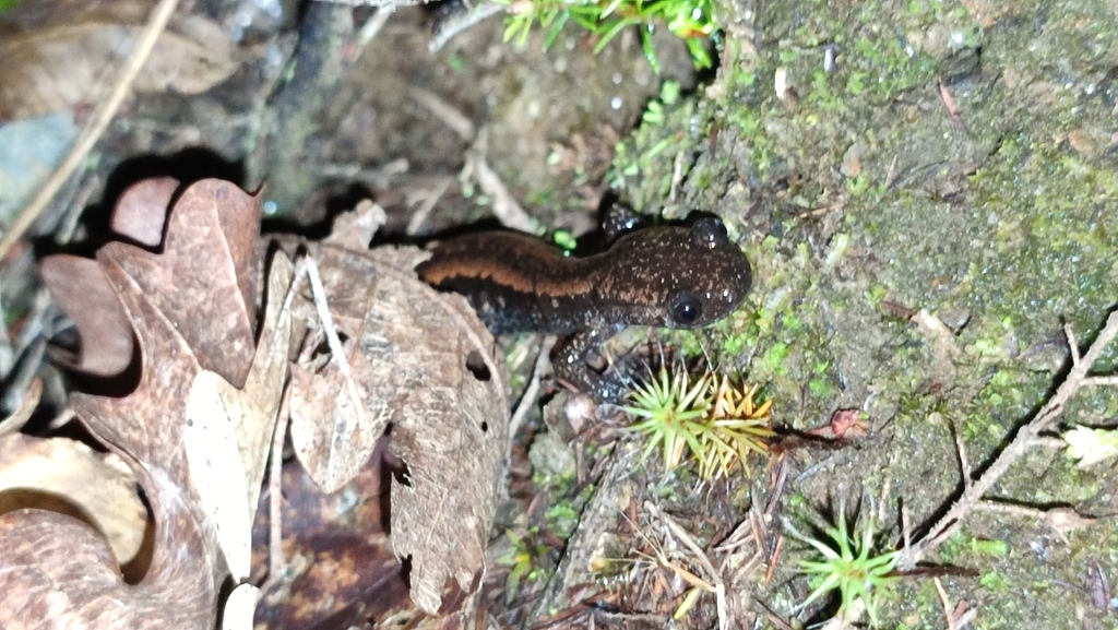Gold-striped salamander from Salto, 5470, Portugal on November 02, 2022 ...
