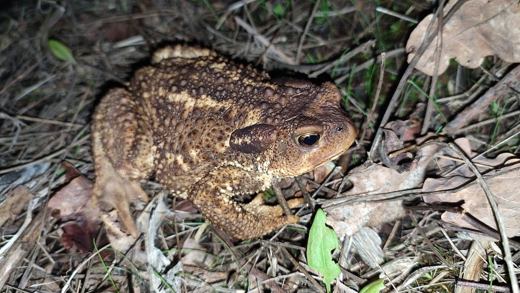 Spiny Toad from Salto, 5470, Portugal on November 02, 2022 at 07:07 PM ...