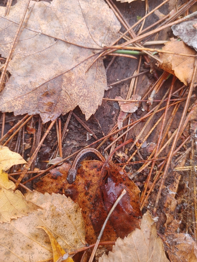 Eastern Red-backed Salamander from Manitoulin, CA-ON, CA on October 30 ...