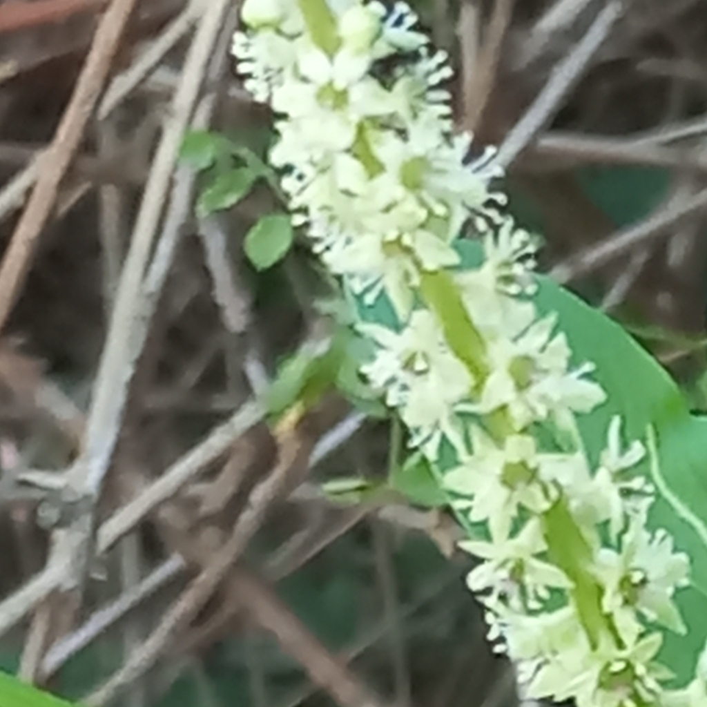 Inkweed from Genadendal, 7234, South Africa on October 31, 2022 at 01: ...