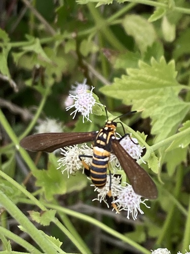 Observations by jrich_tx · iNaturalist