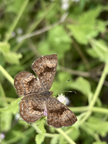 Observations by jrich_tx · iNaturalist