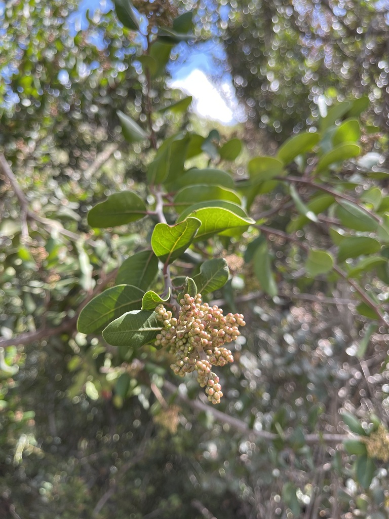 lemonade berry from Rancho Mission Canyon Os, San Diego, CA, US on 02 ...
