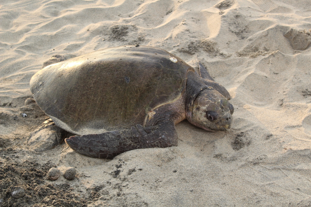 Olive Ridley Sea Turtle in July 2019 by Gerardo Palacios · iNaturalist