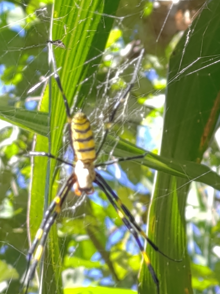 Joro Spider from Chiayi County, TW-TA, TW on November 3, 2022 at 09:16 ...