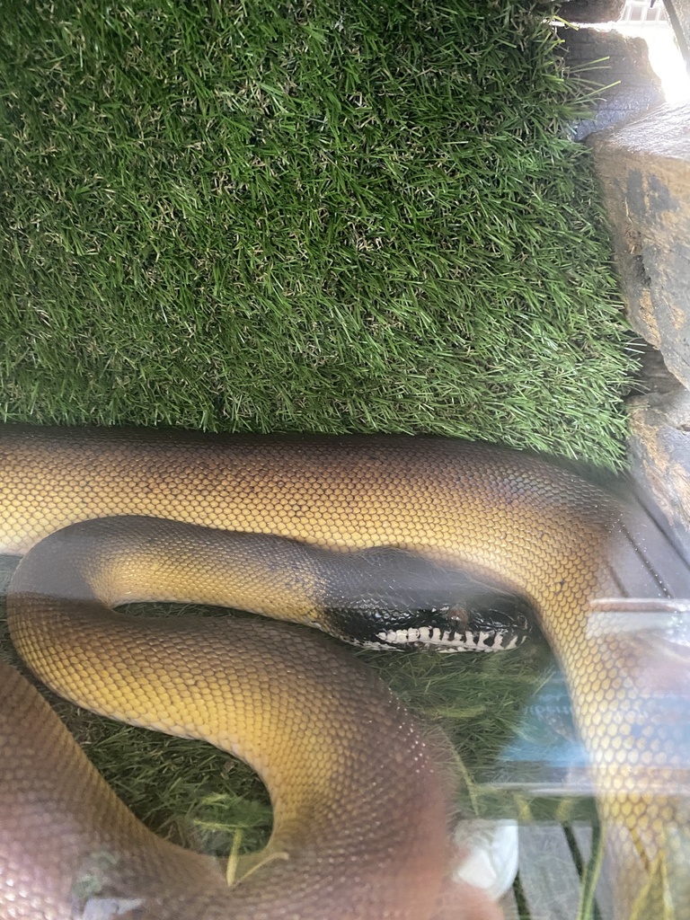 D’Albertis' Python from Saowapha Institute, Bangkok, Bangkok, TH on ...