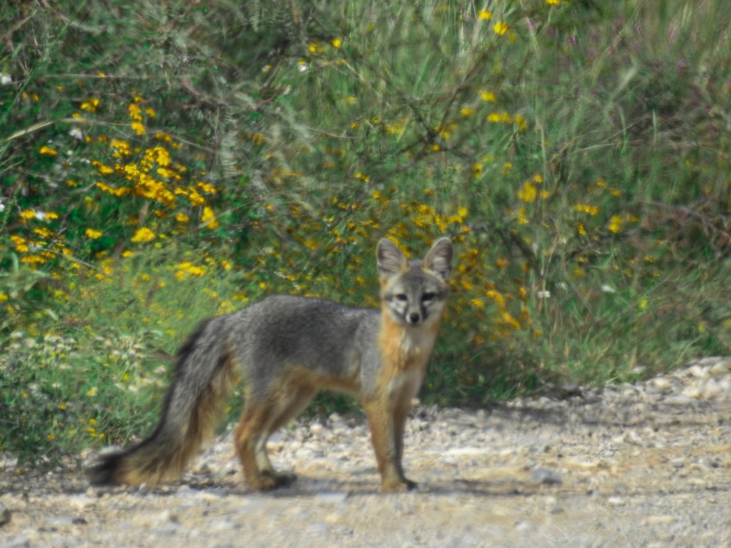 Gray Fox from 98230 Zac., México on October 8, 2022 at 03:14 PM by ...