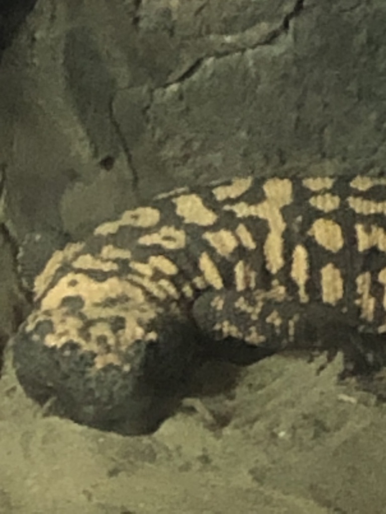 Gila Monster from Fresno Chaffee Zoo, Fresno, CA, US on November 2 ...