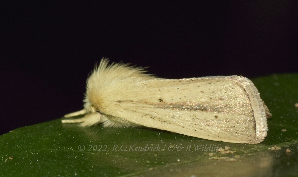 Purple Stem Borer from Kwan Tei, Hong Kong on October 24, 2022 at 11:30 ...