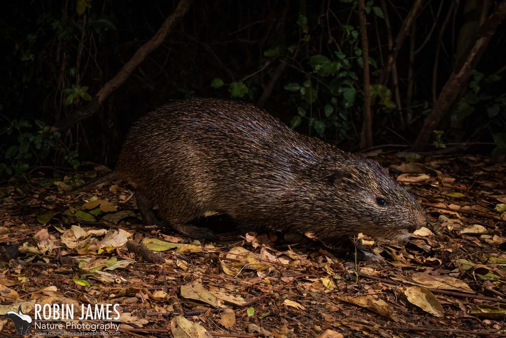 Greater Cane Rat from Ruiru, Kenya on November 01, 2022 at 08:26 PM by ...