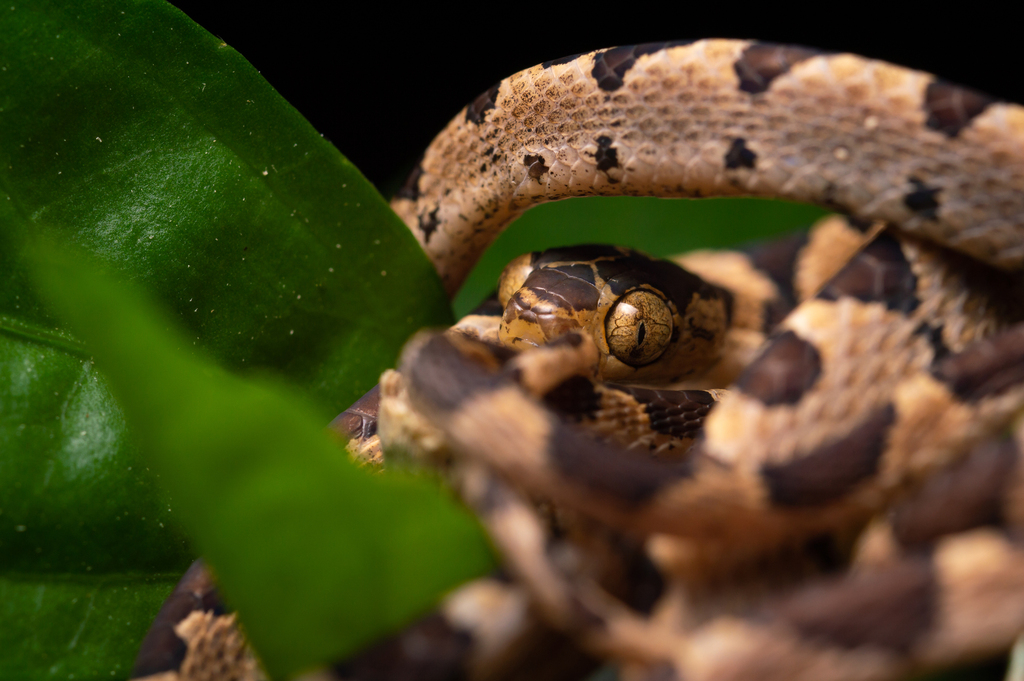 Common Blunt-headed Tree Snake from Red Frog Beach, Bastimentos Island ...