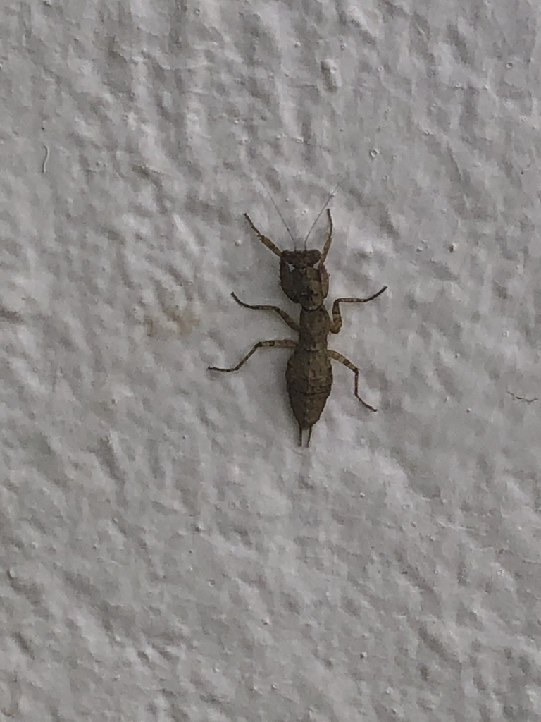 Tarachodes afzelii from Meru, TZ on November 3, 2022 at 02:04 PM by ...