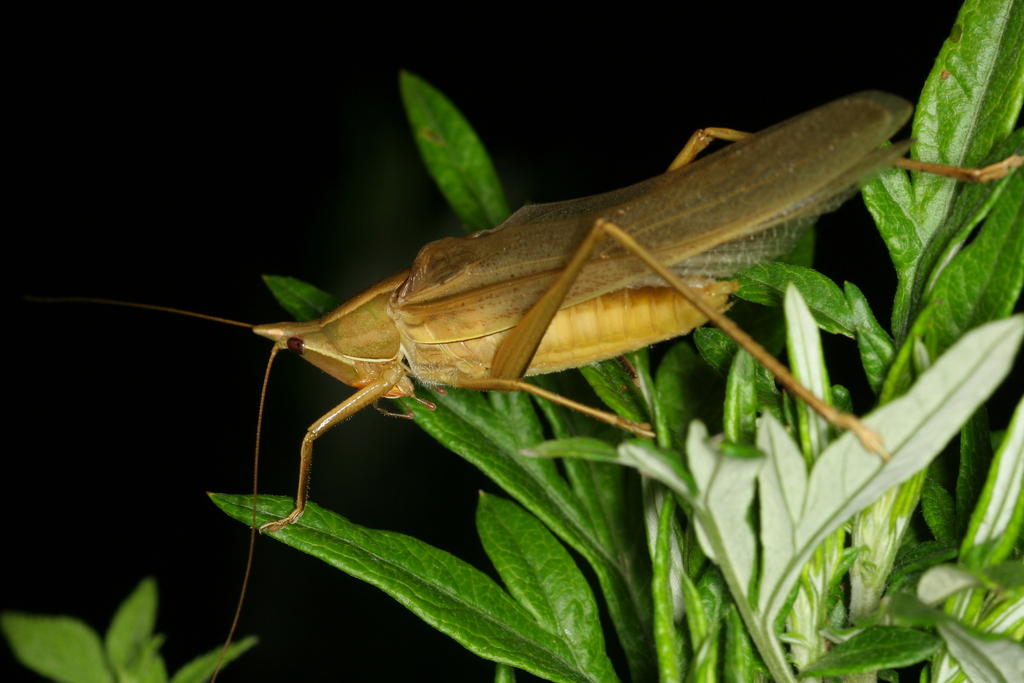 Irritating Grasshopper from 대한민국 경상남도 거제시 동부면 on June 11, 2009 at 11:51 ...