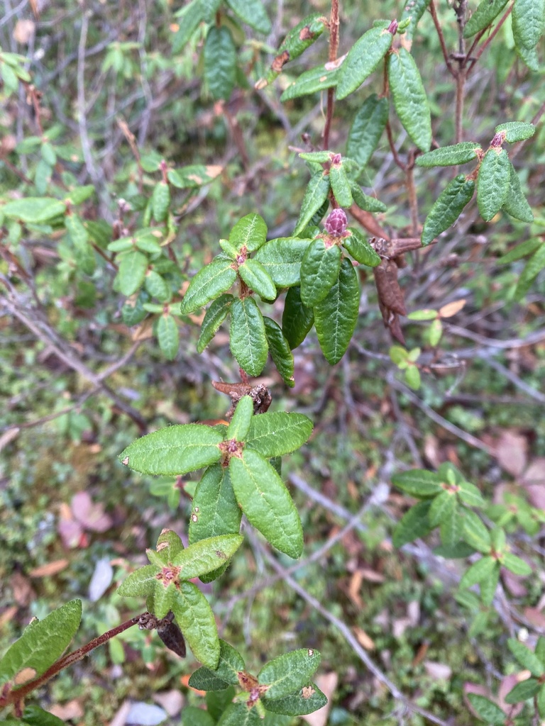 Bog Labrador Tea from Cochrane, Unorganized, North Part, ON, CA on ...