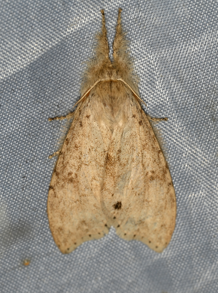 Calliteara angulata from 中国公里勐腊县 12, 西双版纳热带雨林国家公园望天树景区 CN 云南省 西双版纳傣族自治州 ...