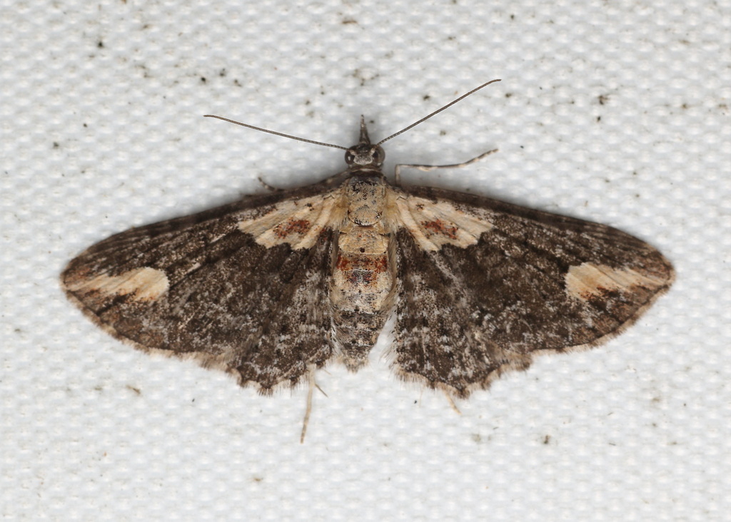 Pome Looper from Anglesea VIC 3230, Australia on October 28, 2022 at 03 ...