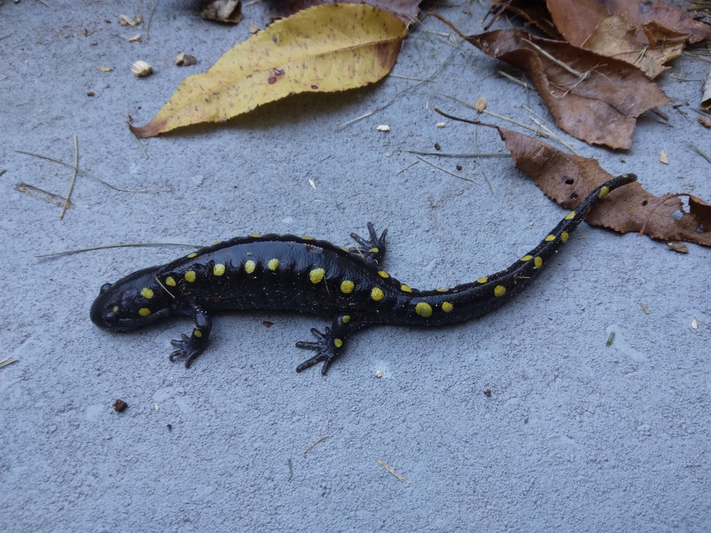 Spotted Salamander from Unger, WV 25411, USA on November 03, 2022 at 10 ...