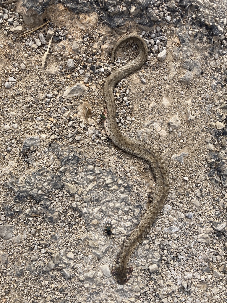 False Smooth Snake from Mallorca, Pollença, Balearen, ES on November 3 ...