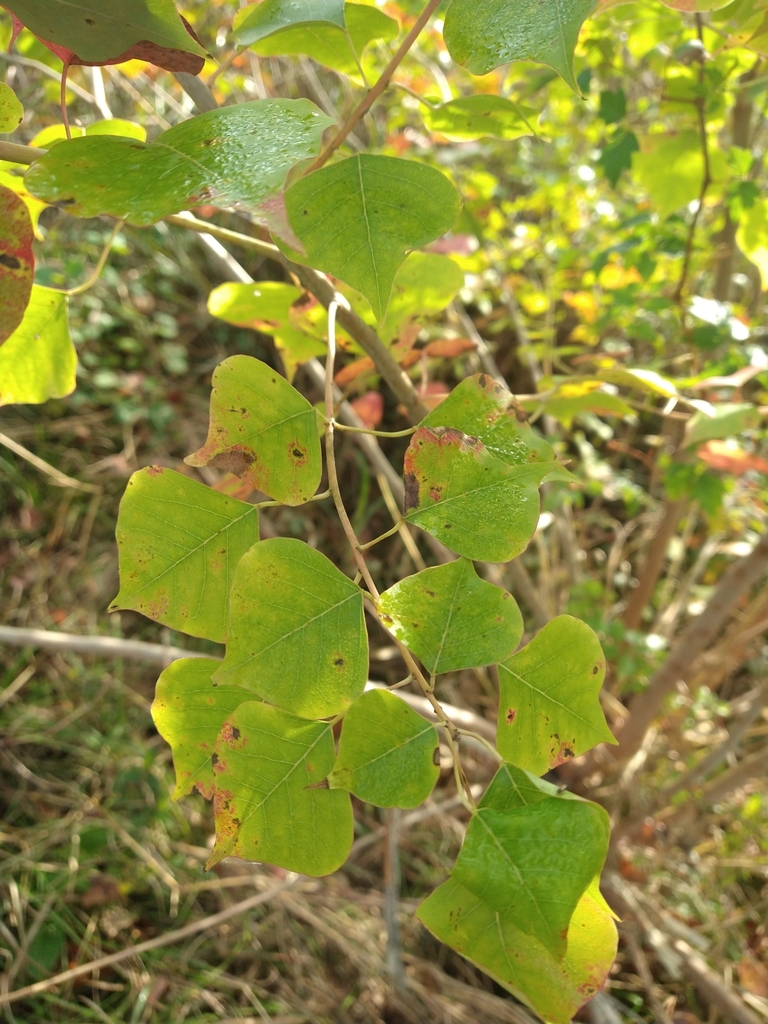 Chinese Tallow from Natchitoches, LA, USA on November 03, 2022 at 09:38 ...