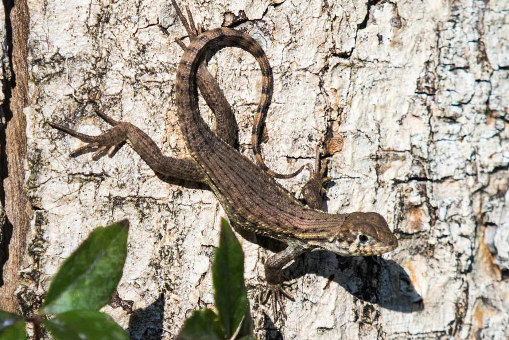 Northern Curly-tailed Lizard from Fort Lauderdale--Comfort Suites on ...