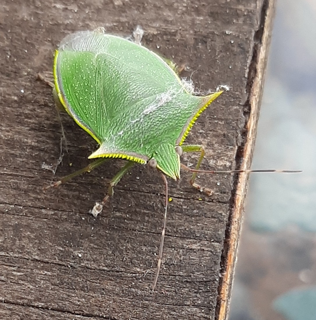 Loxa viridis in October 2022 by David Reid · iNaturalist