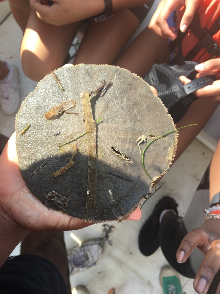 Keyhole Sand Dollars from Océan Atlantique nord, FL, US on November 03 ...