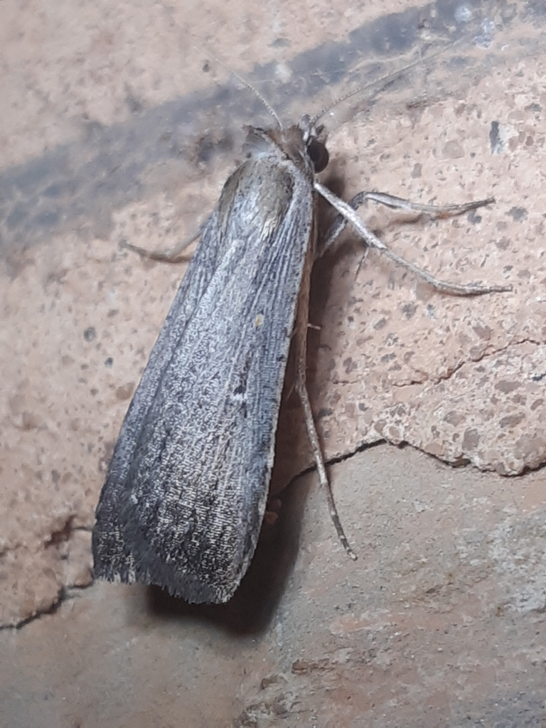 Australian Alfalfa Moth from Brinkworth SA 5464, Australia on November ...