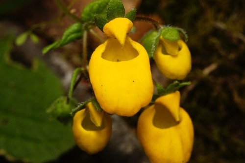 Subspecies Calceolaria corymbosa tetraphylla · iNaturalist