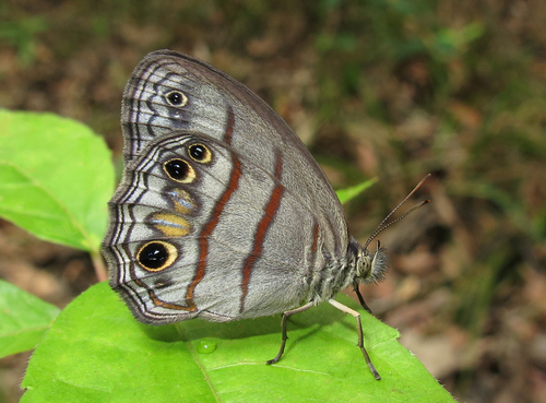 Genus Occulta · iNaturalist United Kingdom