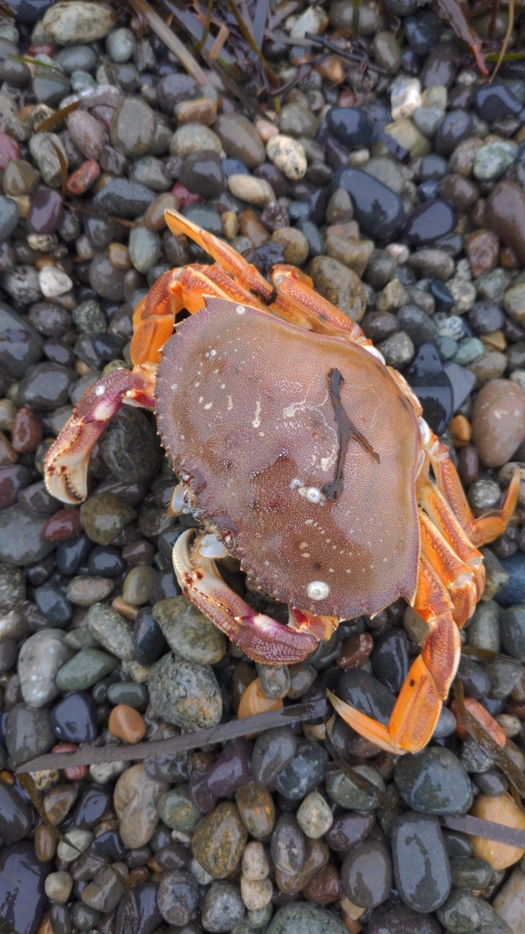 Dungeness Crab from British Columbia V0T, Canada on November 03, 2022 ...