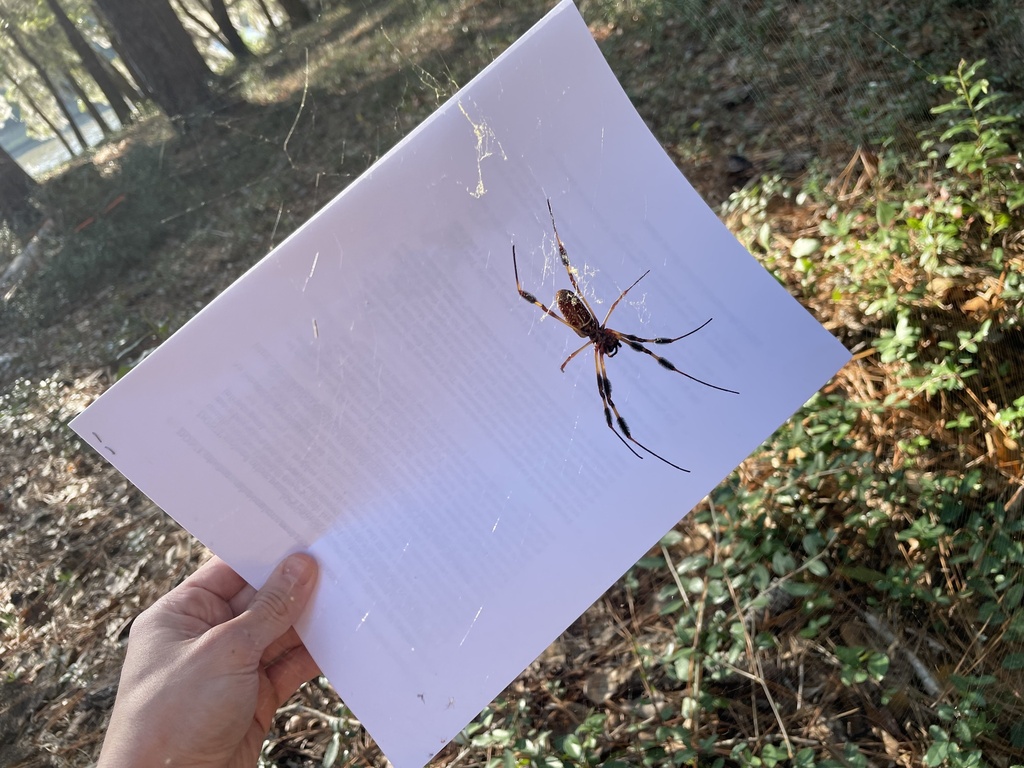 Golden Silk Spider from Rural West Ashley, Hollywood, SC, US on ...