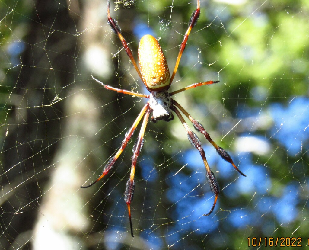 Golden Silk Spider from Jefferson County, FL, USA on October 16, 2022 ...