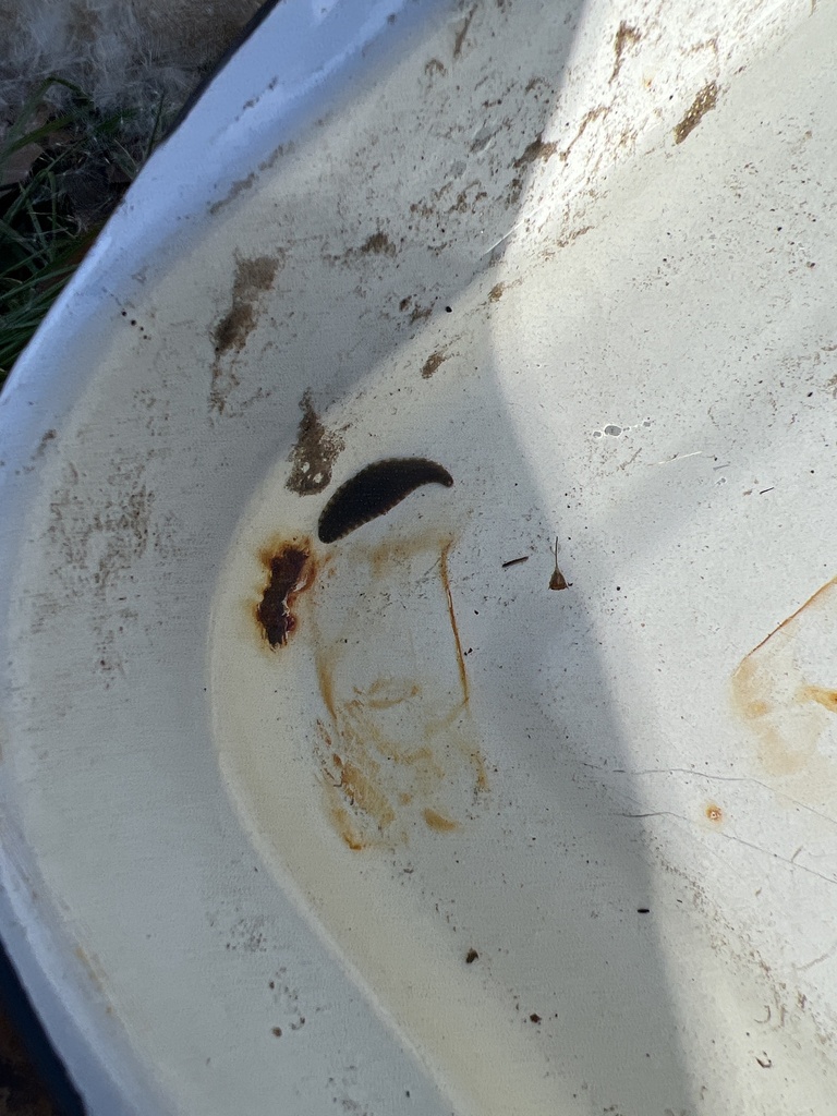 Smooth Turtle Leech from Marquette, MI, US on November 3, 2022 at 02:05 ...