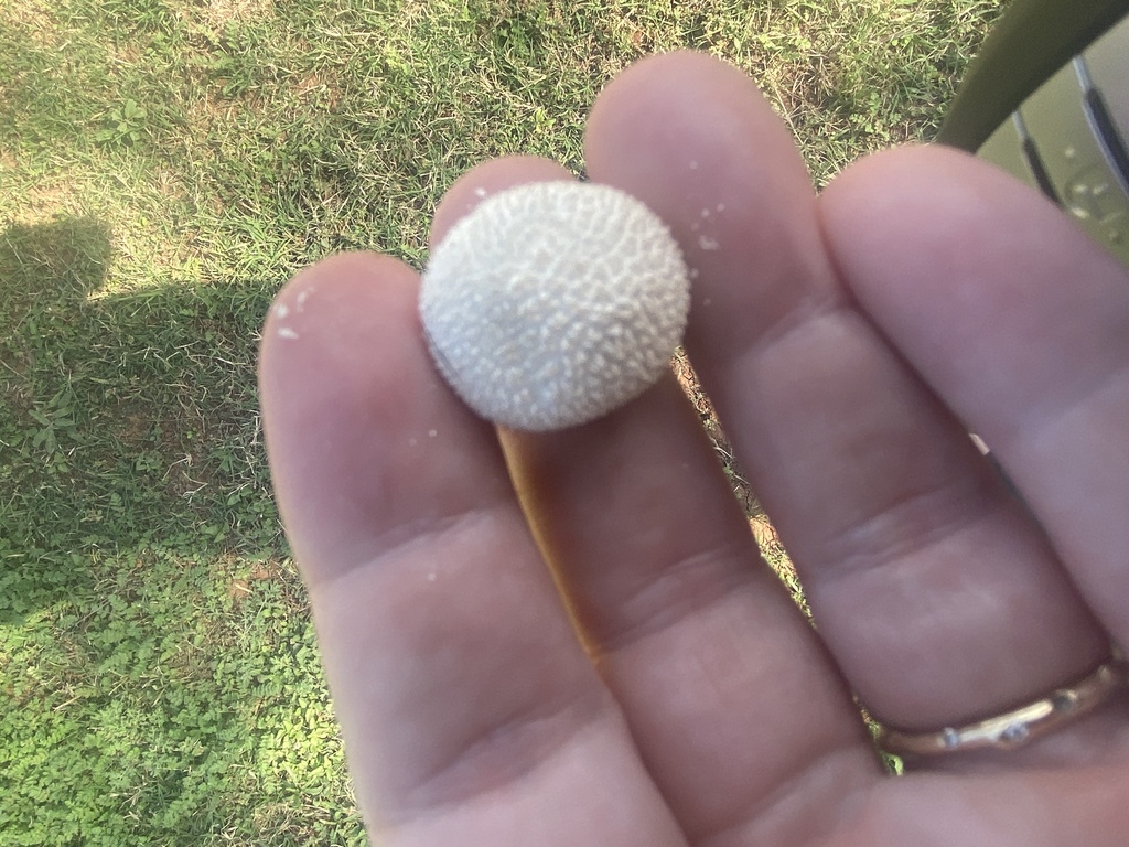 Curtis's Puffball from E South 6th St, Abilene, TX, US on November 3 ...