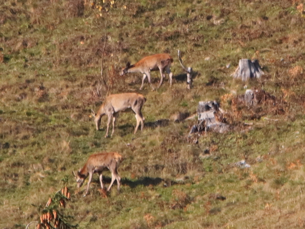 Red Deer from Fundu Moldovei 727265, Romania on November 3, 2022 at 03: ...