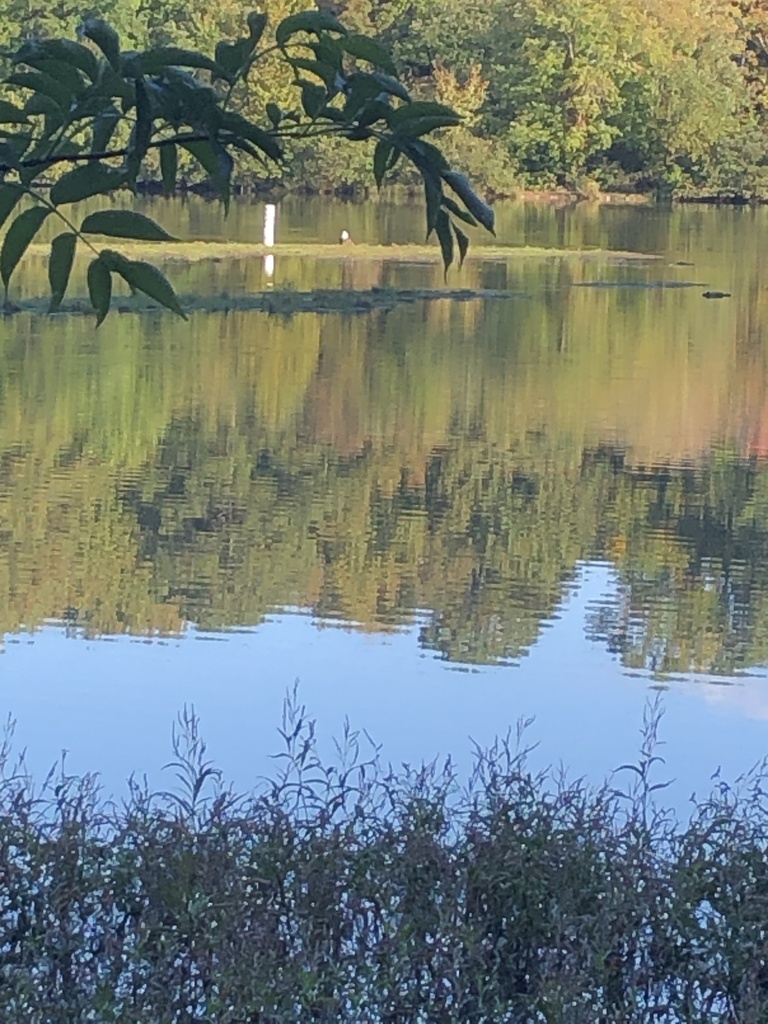 Bald Eagle from Bass Lake, Holly Springs, NC, US on October 14, 2022 at ...