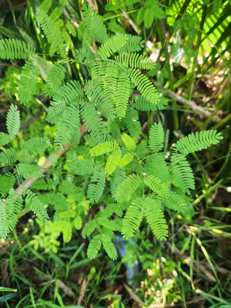 littleleaf sensitive-briar from 35 St. Anne's Road, Southampton SN 01 ...