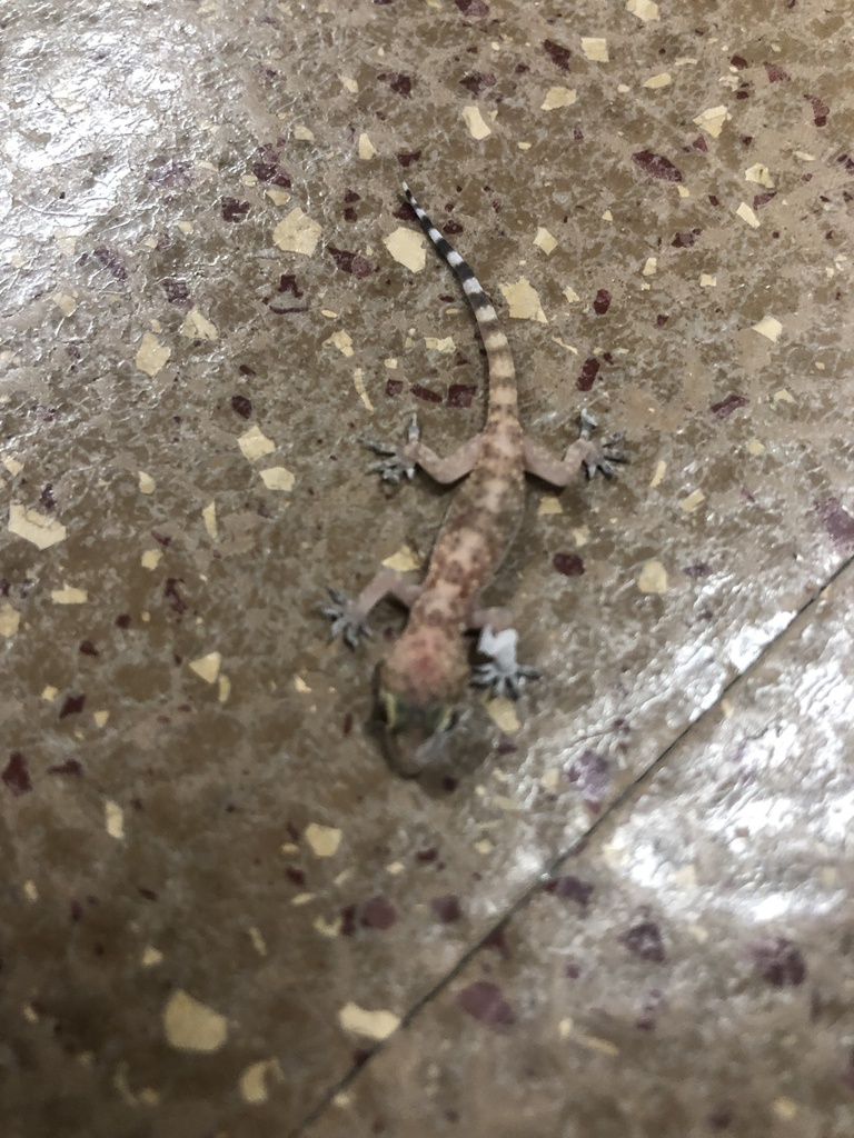 Mediterranean House Gecko from The University of Texas at El Paso, El ...