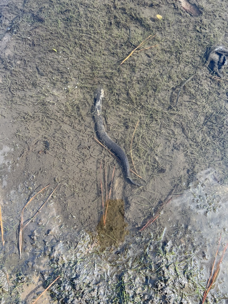 Western Lesser Siren from Birdwell Lake, Woodville, TX, US on November ...